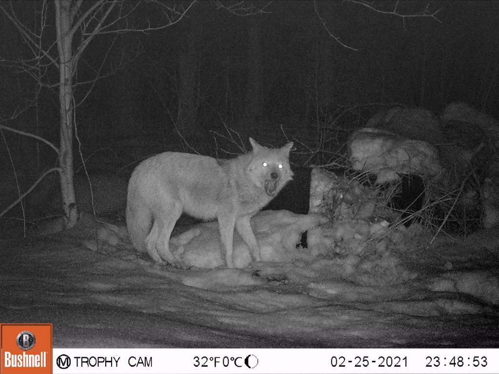 Coyote from Washington County, VT, USA on February 25, 2021 at 11:48 PM ...