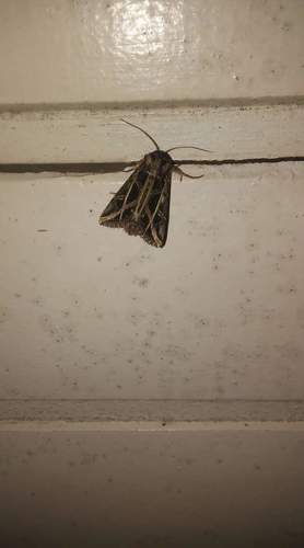 Dargida meridionalis · iNaturalist
