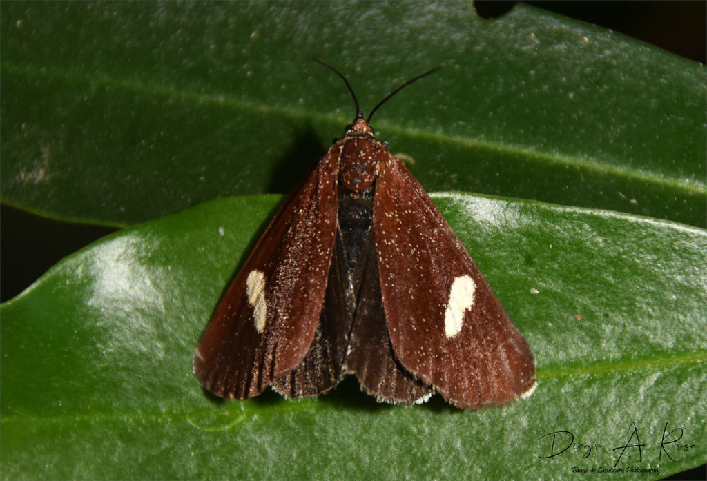 Rhosus from Acassuso, Provincia de Buenos Aires, Argentina on March 05 ...