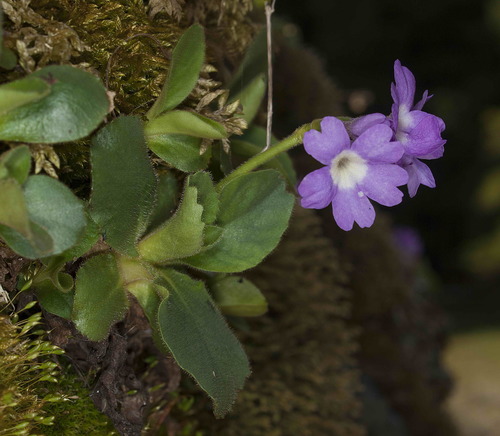 Subspecies Primula villosa villosa · iNaturalist