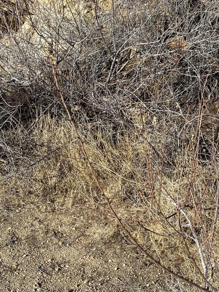 Catclaw Acacia from Landers, CA, US on March 5, 2021 at 07:51 AM by ...