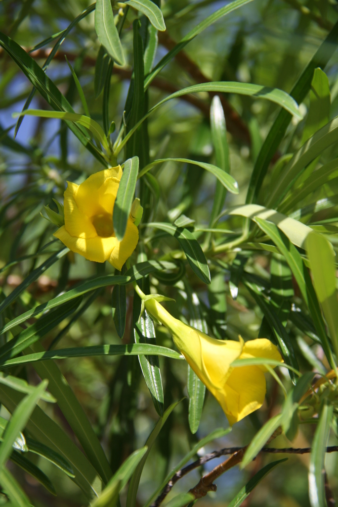 Be-still tree from ΤΚ, Agii Deka 700 12, Grèce on September 10, 2013 at ...