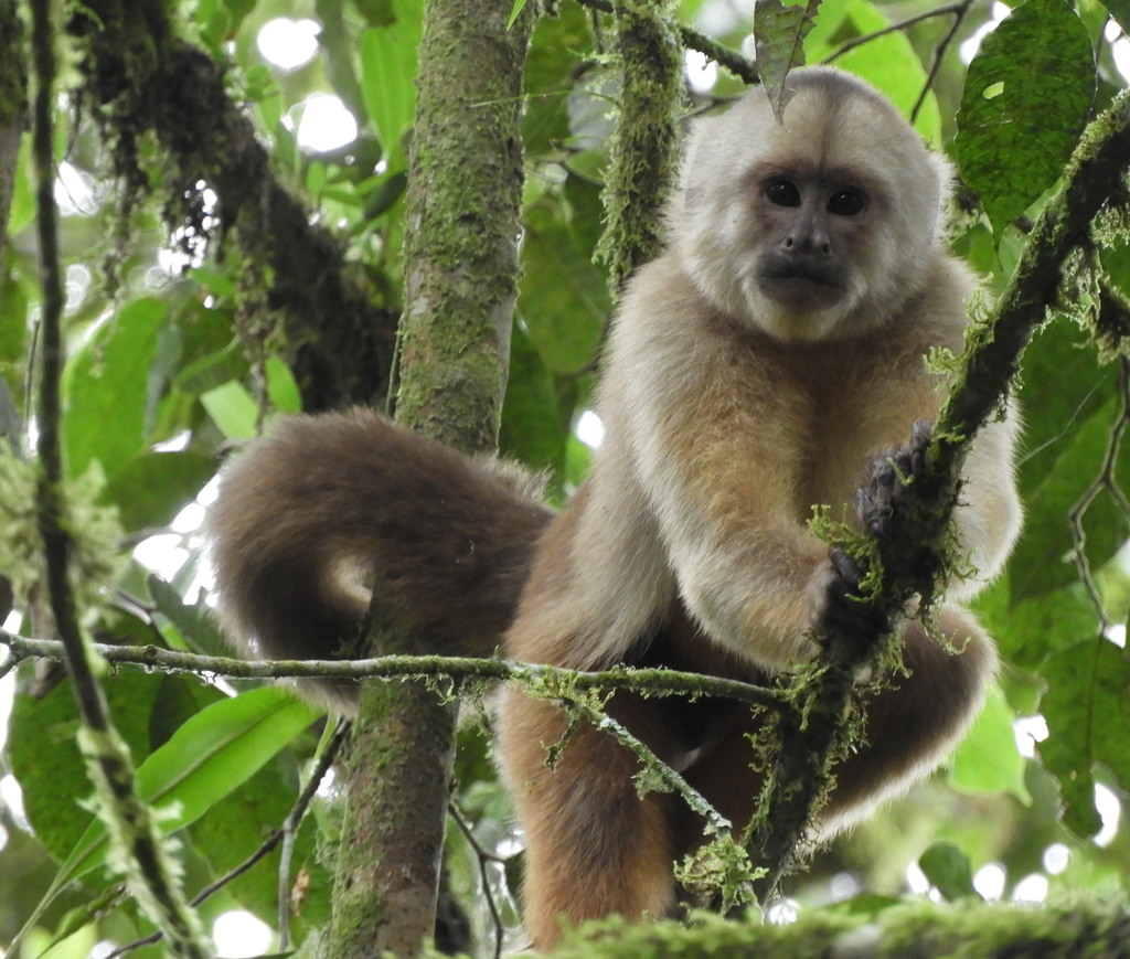Ecuadorian White-fronted Capuchin in March 2021 by Rudy Gelis · iNaturalist