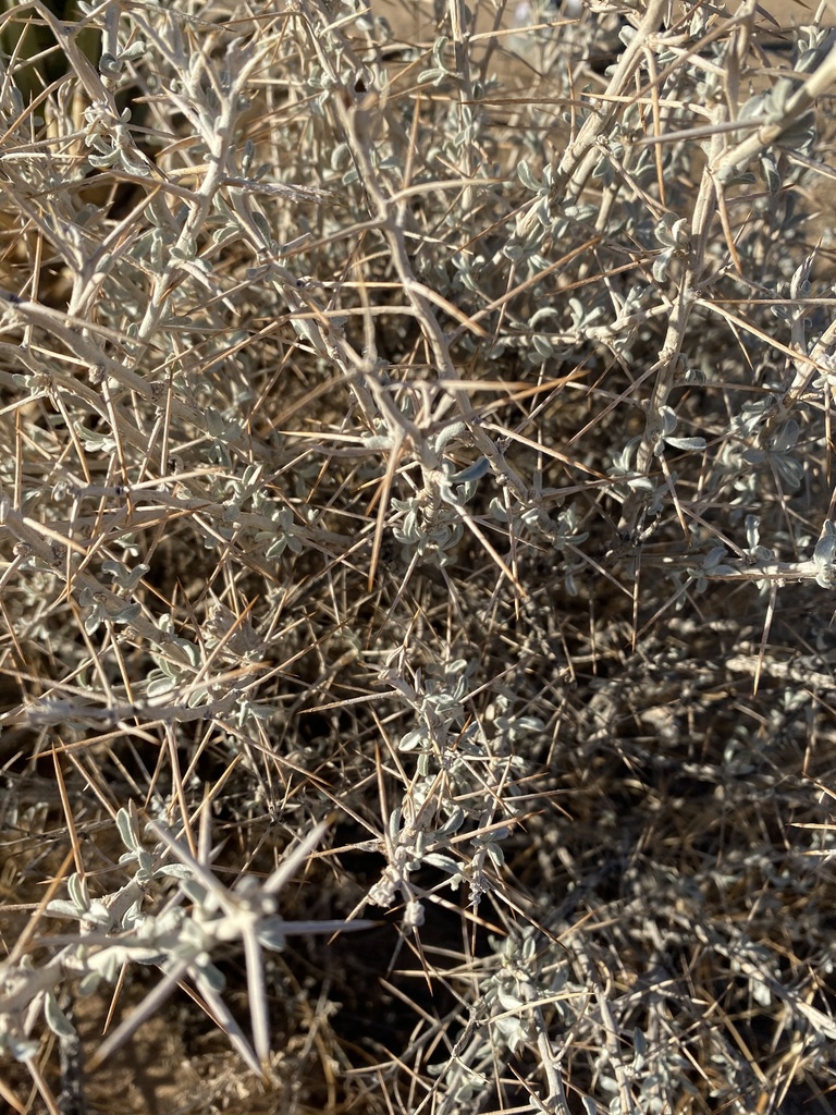 Mojave cottonthorn from Landers, CA, US on March 5, 2021 at 07:30 AM by ...
