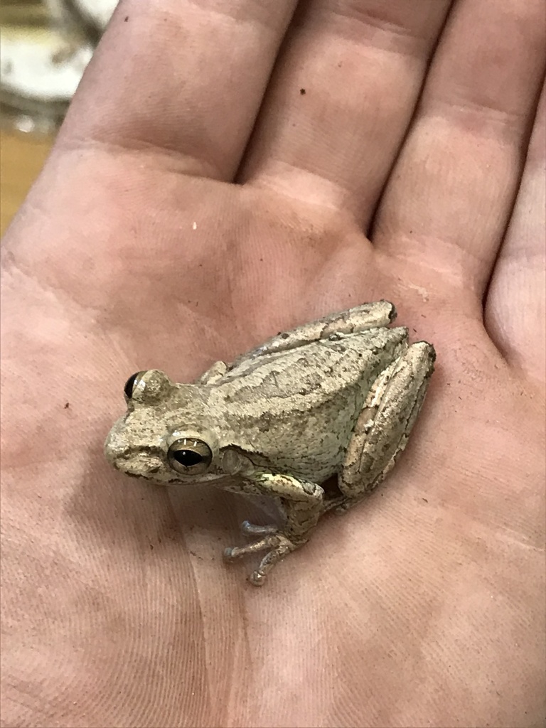 Cuban Tree Frog from Matthews Township Pkwy, Matthews, NC, US on March ...