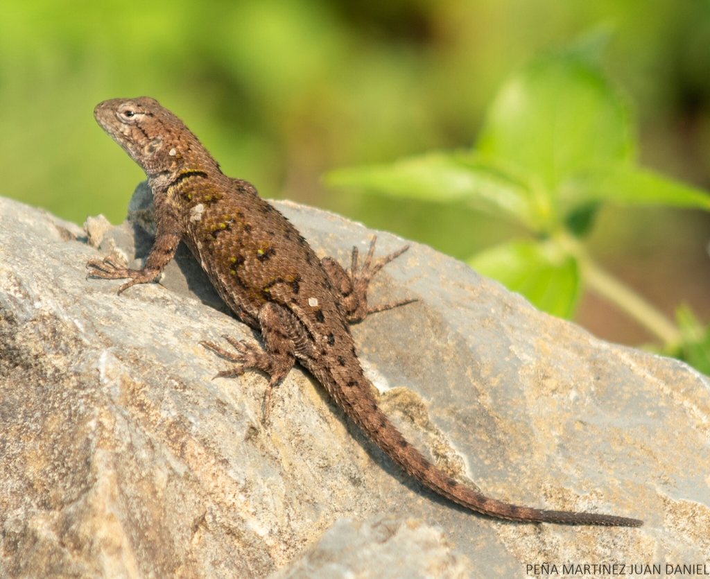 Mexican Emerald Spiny Lizard from Huautla de Jiménez, Oax., México on ...