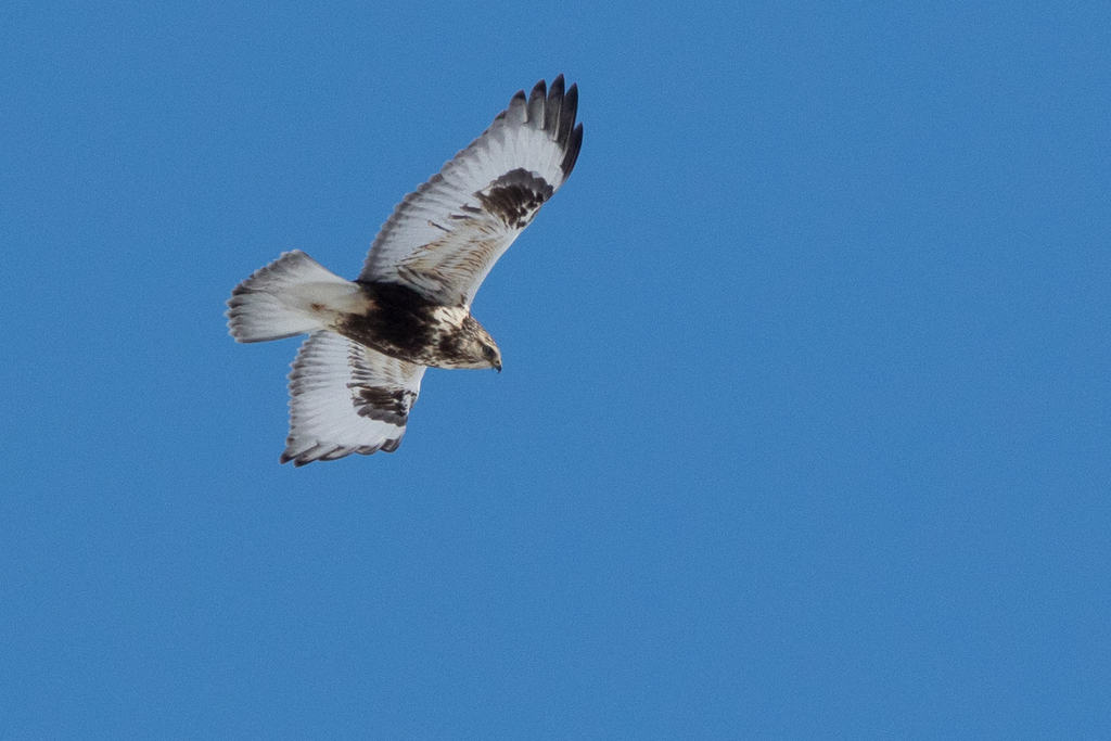 Rough-legged Hawk from Addison County, VT, USA on February 21, 2021 at ...