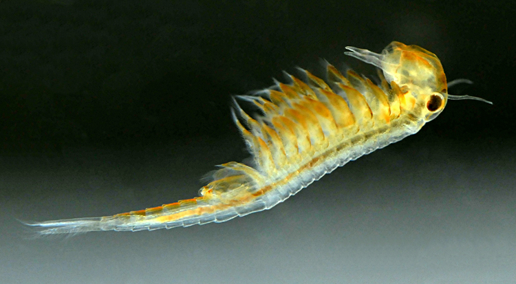 Fairy Shrimp Life Cycle