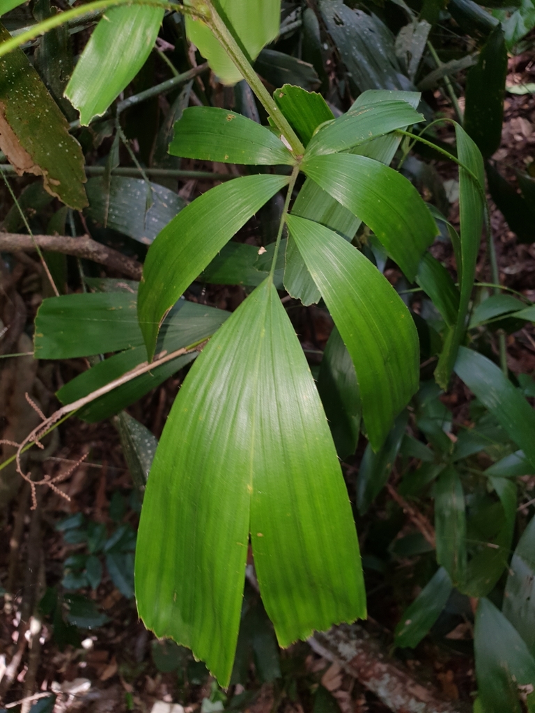 Calamus caryotoides (Arecaceae) | Leaf Whispering in the Tropics