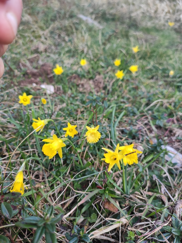 Narcissus cuneiflorus from 33986 Laviana, Asturias, Spain on March 4 ...