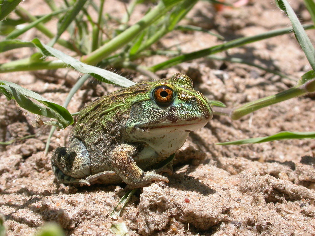 Giant African Bullfrog from Ogongo, Namibia on February 07, 2006 at 02: ...