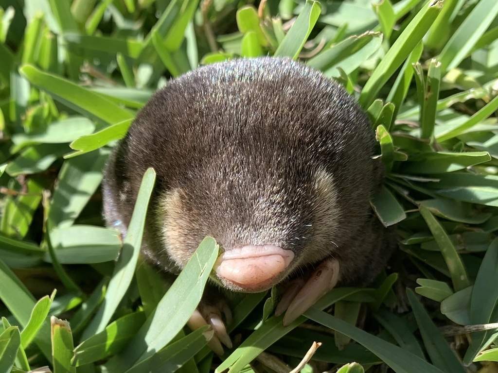 Cape Golden Mole in March 2021 by Julian Kesler · iNaturalist