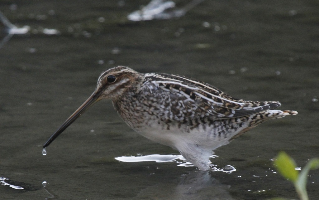 Wilson's Snipe from Santa Clara County, CA, USA on October 28, 2017 at ...