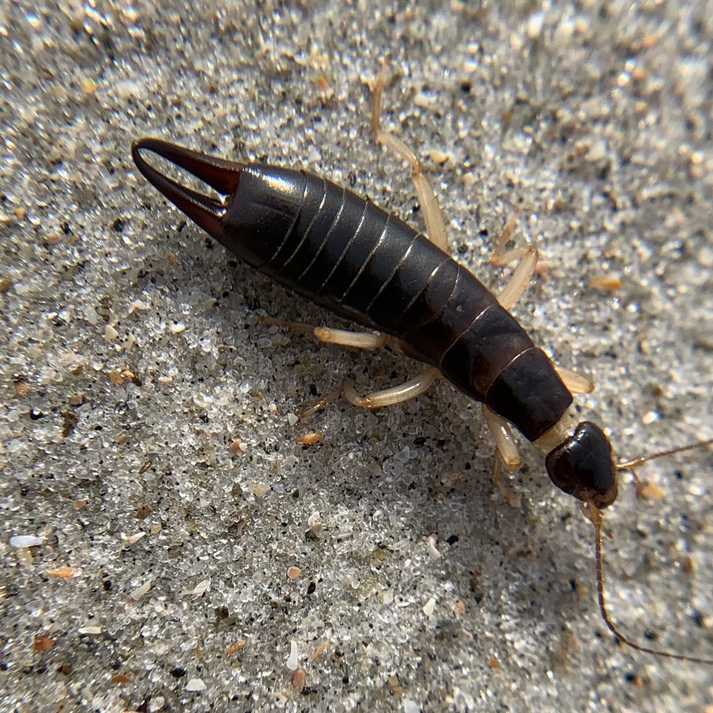 Maritime Earwig from Huntington Beach State Park, Murrells Inlet, SC ...
