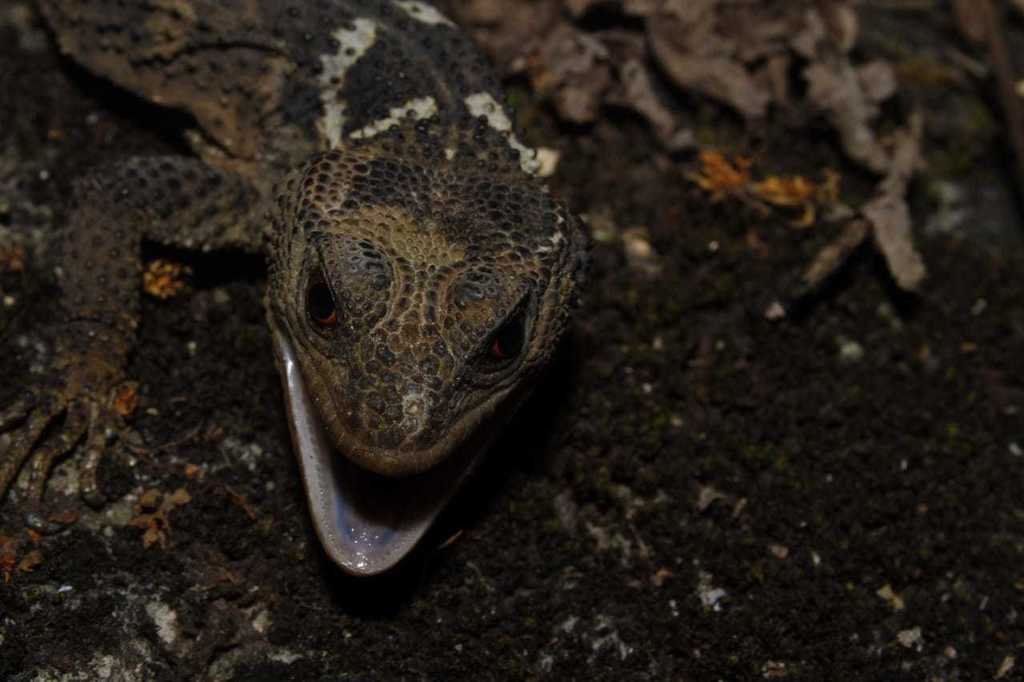 Knob-scaled Lizard from Zongolica, Ver., México on March 5, 2021 at 06: ...