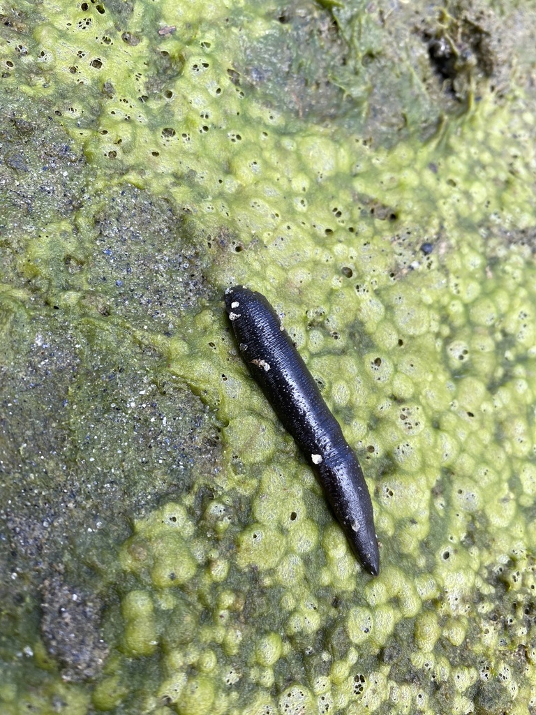 Haemopidae from Marietta, GA, US on March 6, 2021 at 12:27 PM by ...