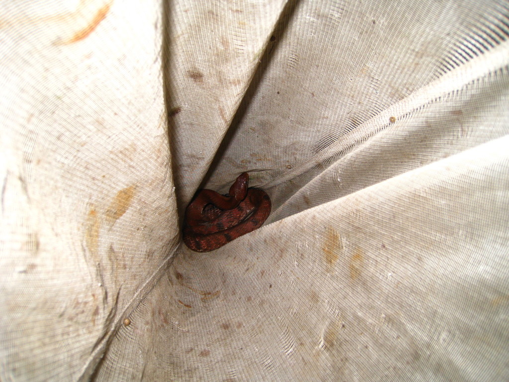 Colubrid Snakes from Km 13, Xã Hồ Sơn, Huyện Tam Đảo, Hồ Sơn, Tam Đảo ...