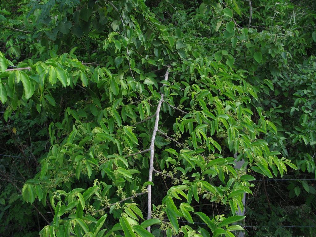 Spiny Hackberry from Homún, Yucatán on April 29, 2012 at 04:24 PM by ...