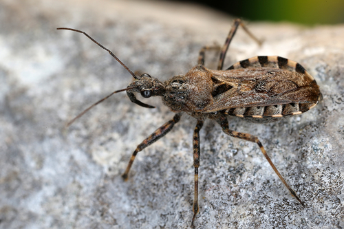 Photo 114978961, (c) gernotkunz, all rights reserved, uploaded by ...