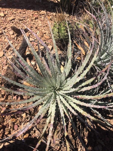 Guapilla (Hechtia lepidophylla)