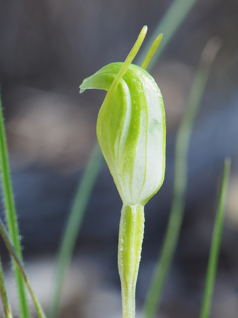 Murdoch Snail Orchid from Woottating WA 6562, Australia on August 19 ...