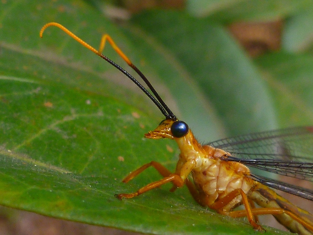 Blue Eyes Lacewing from Northern Beaches on January 15, 2018 at 08:42 ...