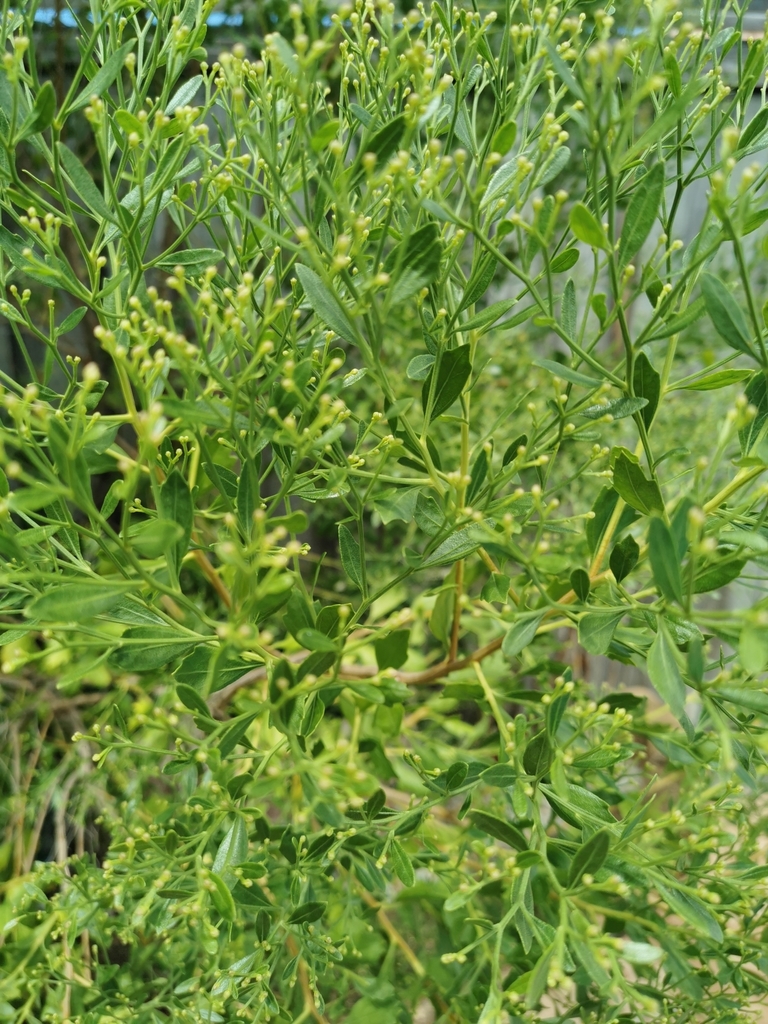 groundsel tree from Burleigh Waters QLD 4220, Australia on March 07 ...
