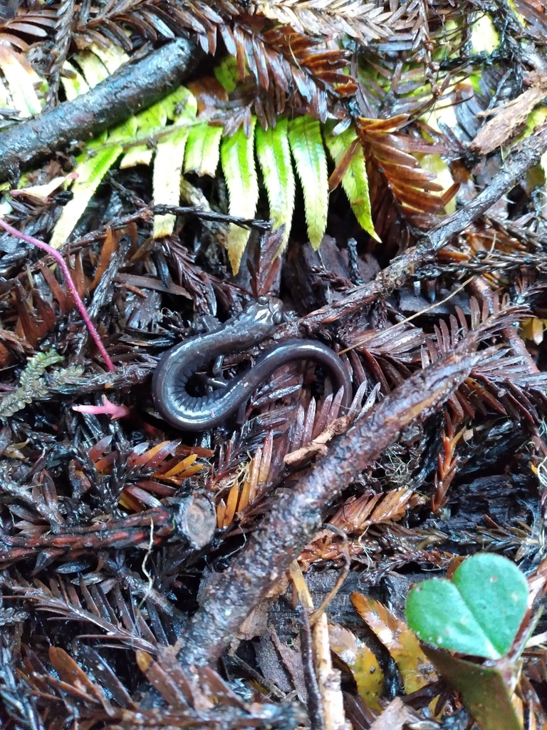 Lungless Salamanders in March 2021 by Elizabeth Villano · iNaturalist