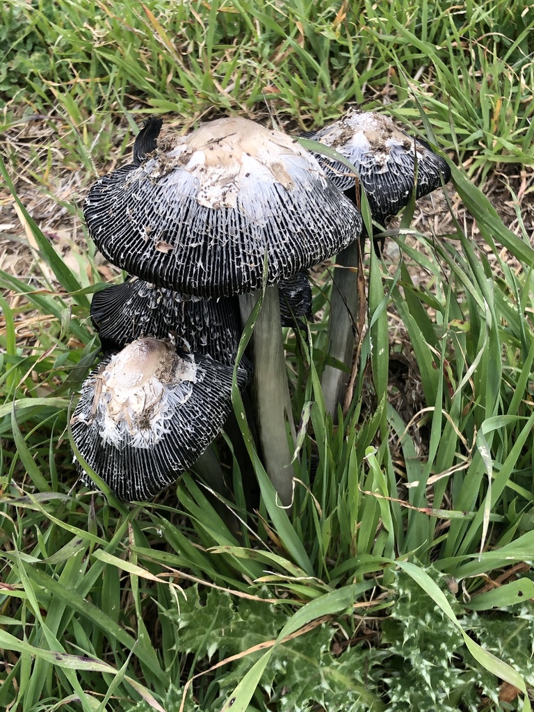 Star-capped Coprinus from Mount Tamalpais State Park, Stinson Beach, CA ...
