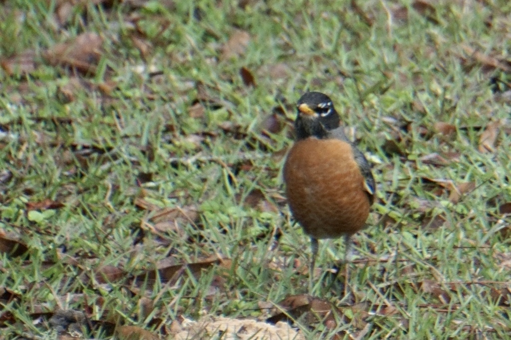 American Robin from NW 30th Pl, Newberry, FL, US on February 19, 2021 ...