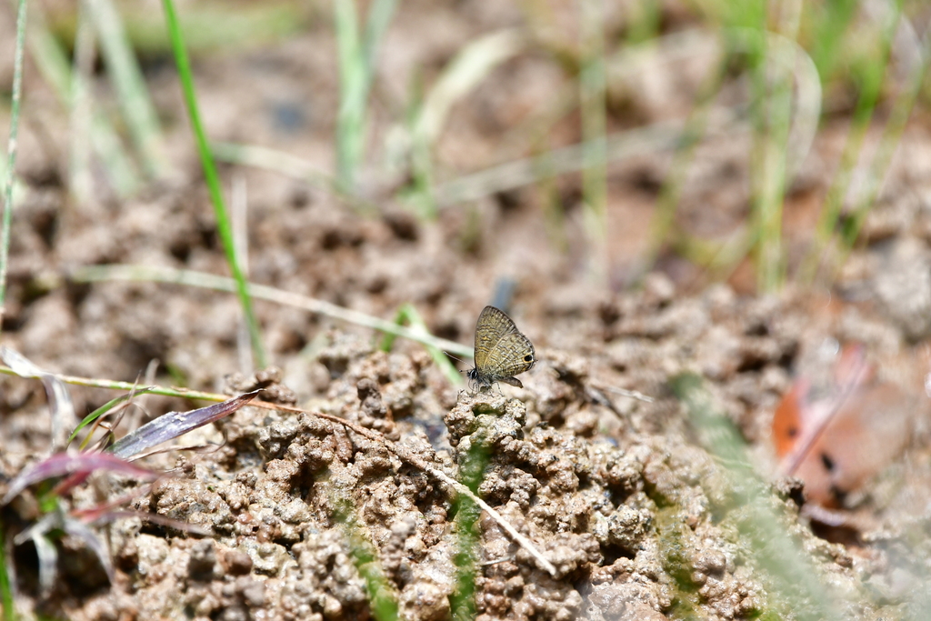 Common Line Blue from MacRitchie Reservoir, Singapore on March 05, 2021 ...