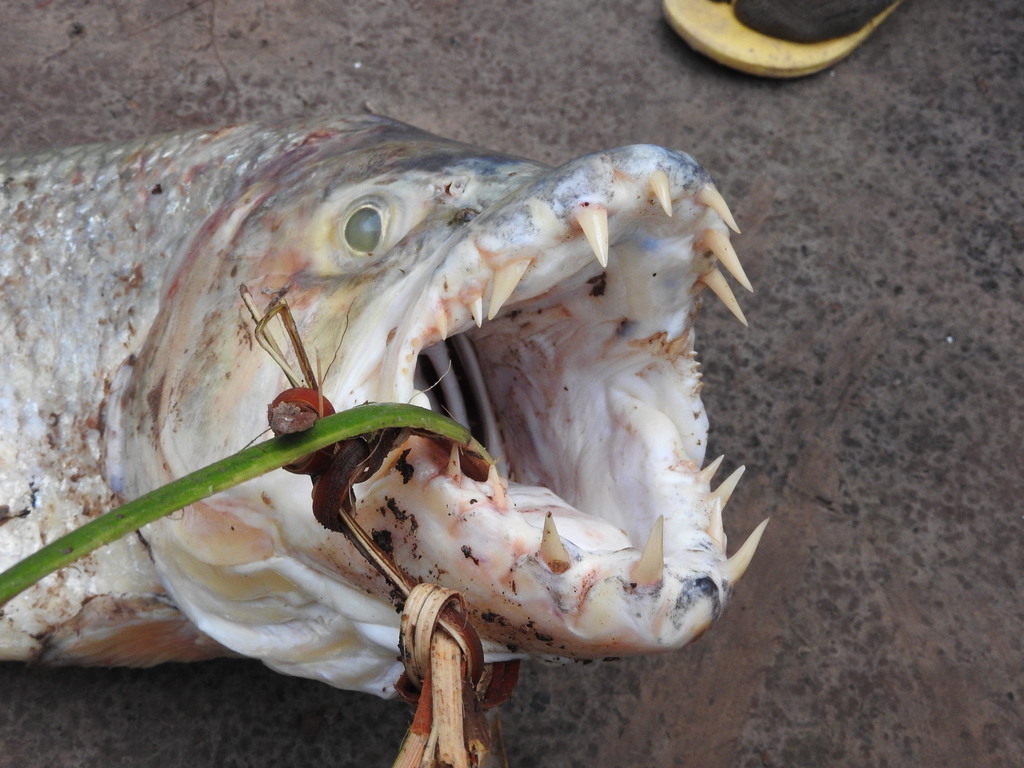 Goliath Tigerfish from Kasai-Oriental, Demokratische Republik Kongo on ...