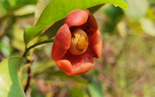South-Indian Uvaria (Uvaria narum) · iNaturalist