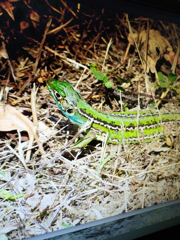 Western Green Lizard from Le Teich on August 22, 2020 at 06:06 PM by ...