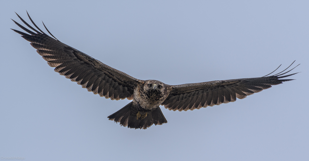 Black-chested Buzzard-Eagle from Carmen de Carupa, Cundinamarca ...
