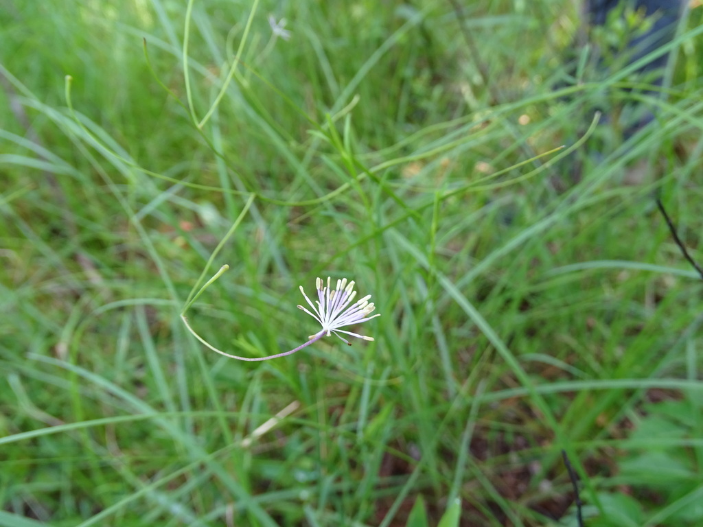 Cooley's Meadow-rue in June 2015 by Scott Pohlman · iNaturalist