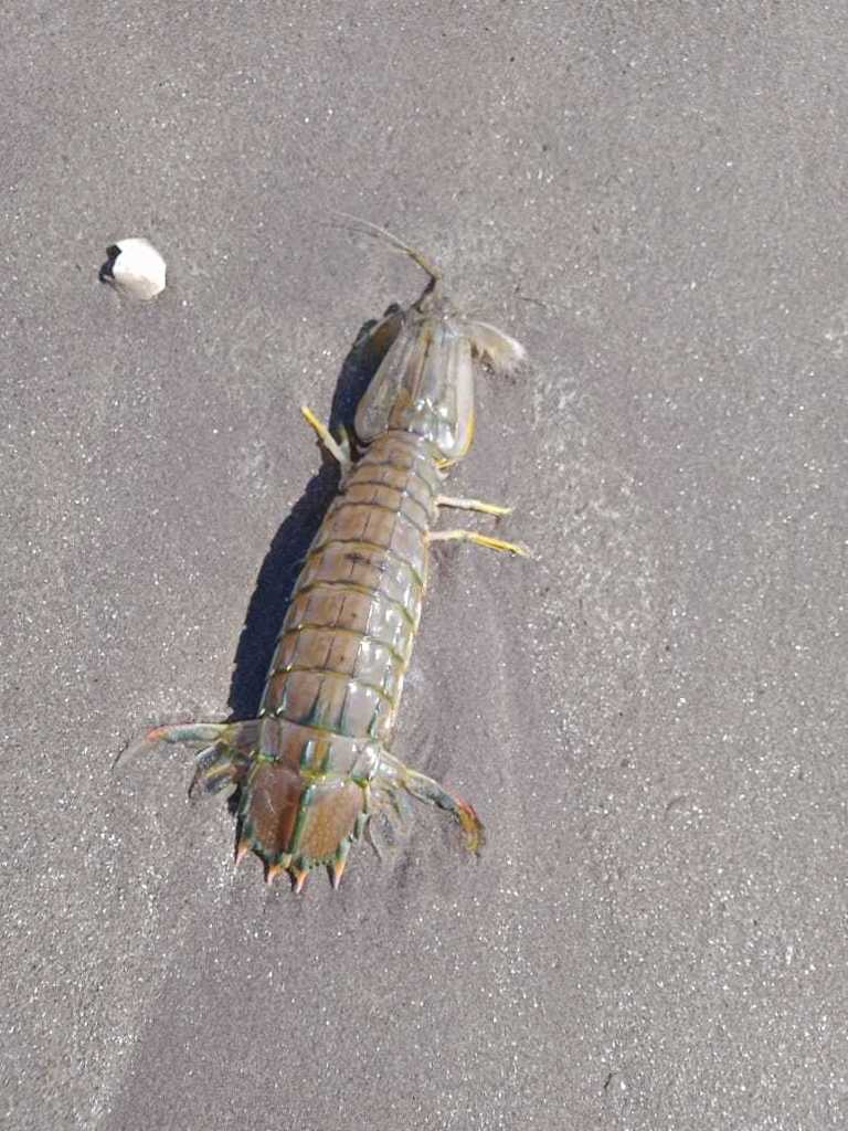 Squilla aculeata from Playa Novillero, Nay., México on March 6, 2021 at ...