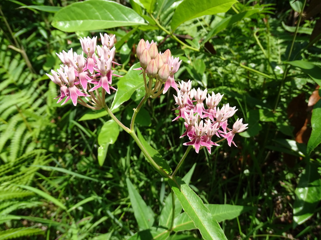 red milkweed from Pender County, NC, USA on June 29, 2015 by Scott ...