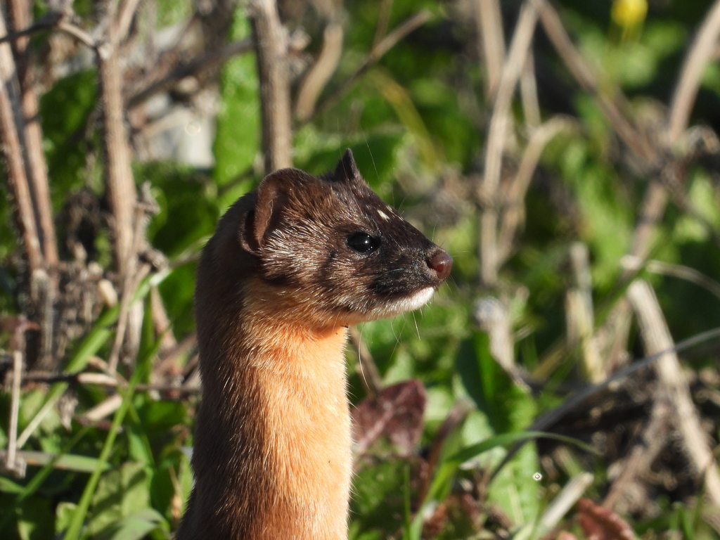 Long-tailed Weasel from Half Moon Bay, CA 94019, USA on March 07, 2021 ...