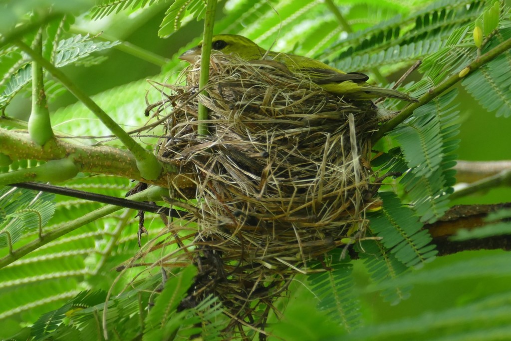 Black-faced Canary from Ngaliema, Kinshasa, Democratic Republic of the ...