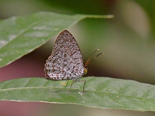 Allotinus corbeti · iNaturalist