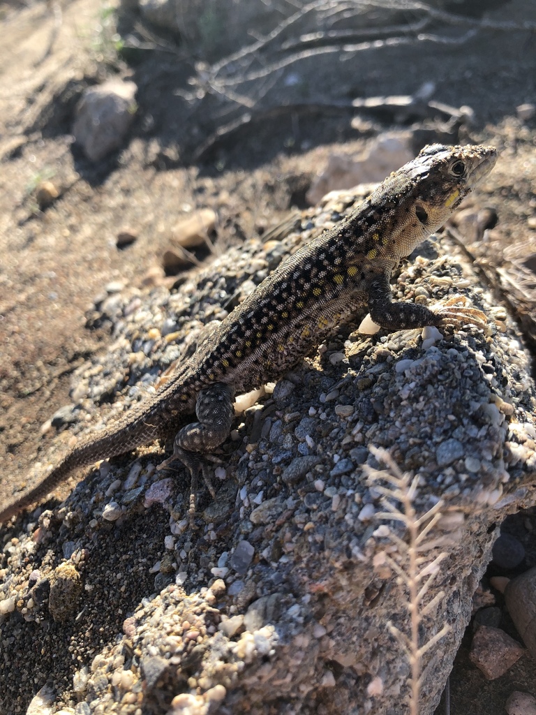 Spiny-footed Lizard from Parque natural del Cabo de Gata-Níjar, Almería ...