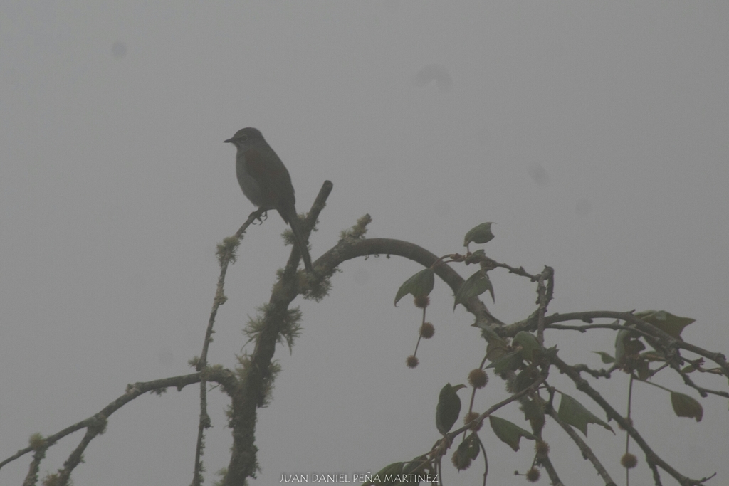 Brown-backed Solitaire from Mixteco, Huautla de Jiménez, Oax., México ...