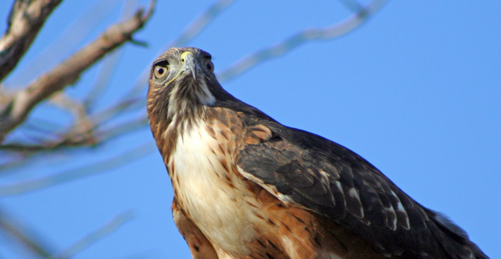 Red-tailed Hawk from Tlaquiltenango, Mor., México on November 25, 2010 at 04:22 PM by Tonatiuh ...