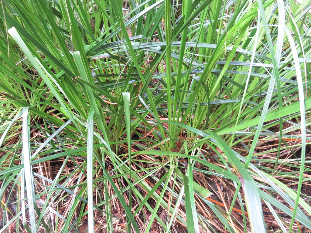 Giant cutty grass from Waipoua Kauri Forest 0376, New Zealand on ...