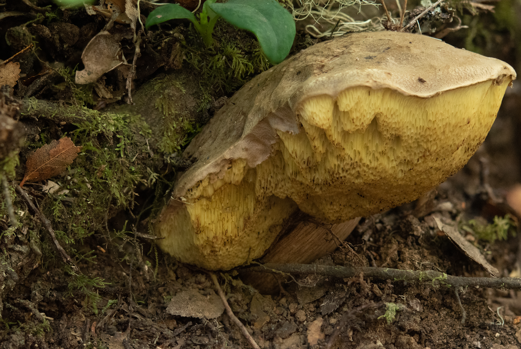 Boletus putidus in March 2021 by Jonas Valdivieso · iNaturalist