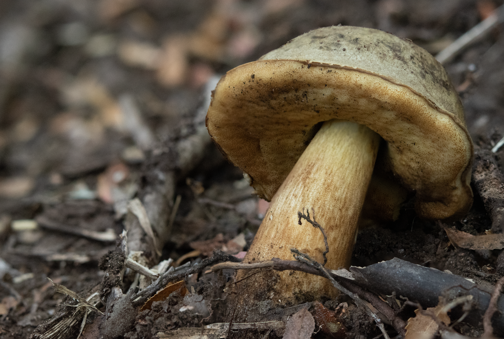 Boletus putidus in March 2021 by Jonas Valdivieso · iNaturalist