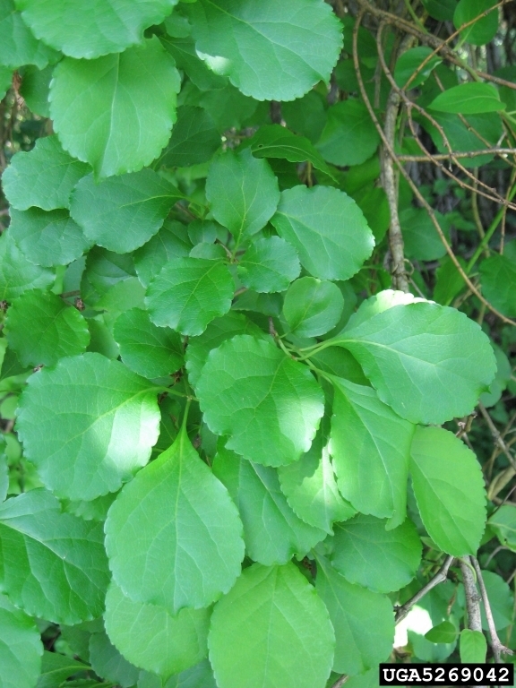 Oriental bittersweet (Forbes SF) · iNaturalist