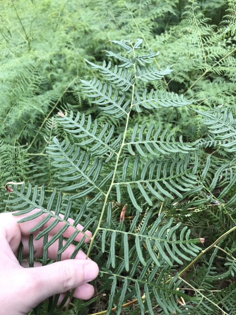 Southern Brackenfern from Prosperity Farms Rd, Palm Beach Gardens, FL, US on March 08, 2021 at ...