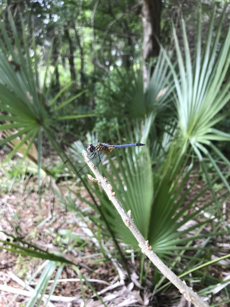 Blue Dasher from Prosperity Farms Rd, Palm Beach Gardens, FL, US on ...